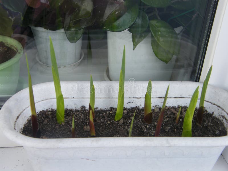 Green Sprouting Plants Growing in a White Container on a Windowsill ...