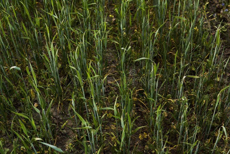 Green Sprouting Rye Agricultural Field in Spring. Sprouts of Rye. Stock ...