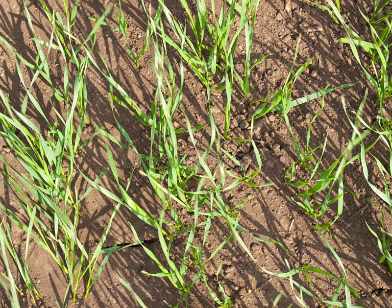 Green Sprouting Small Grass and the Black Earth Stock Image - Image of ...