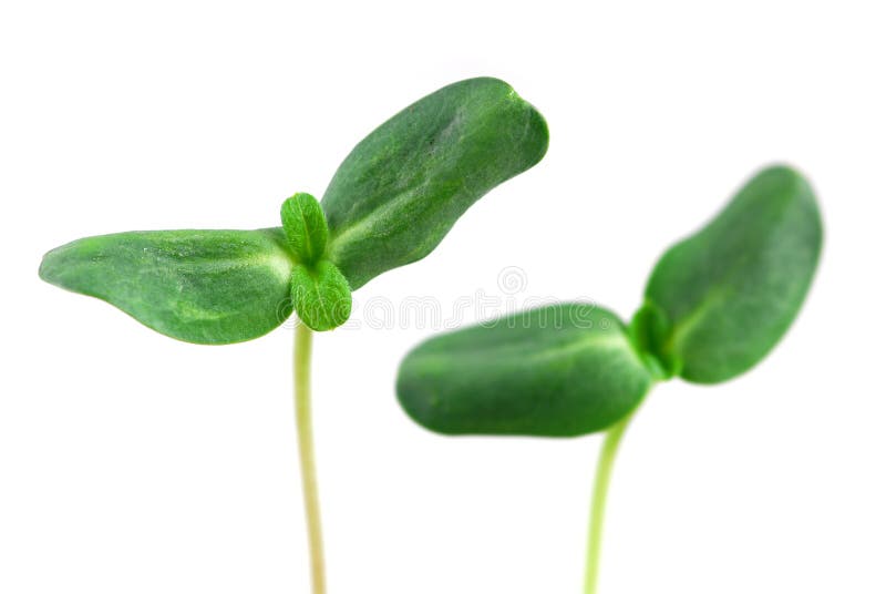Green sprouts stock image. Image of growing, anew, plant - 2241983