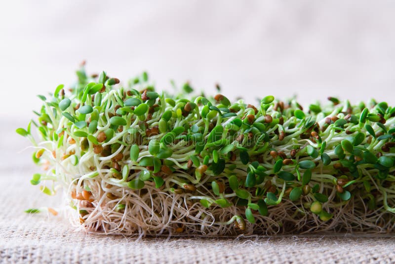 Green Sprouts Crunchy Clover Stock Photo - Image of clovers, lifestyle ...