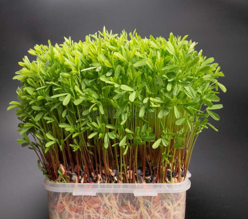 Green Sprouts Edible Plants. Microgreens Nutrition Stock Photo - Image ...
