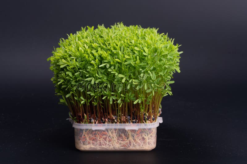 Green Sprouts Edible Plants. Microgreens Nutrition Stock Image - Image ...