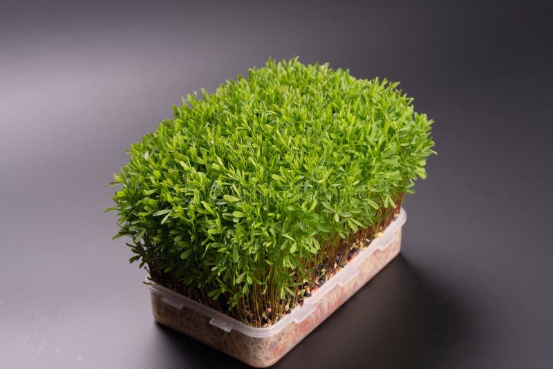 Green Sprouts Edible Plants. Microgreens Nutrition Stock Image - Image ...