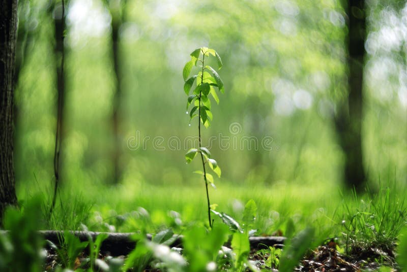 Green sprouts in a forest stock image. Image of concept - 43900067