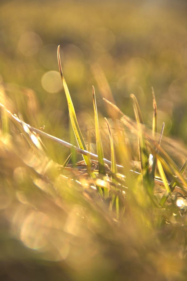 Green Sprouts in the Ground. Macro. Vertical. Stock Image - Image of ...