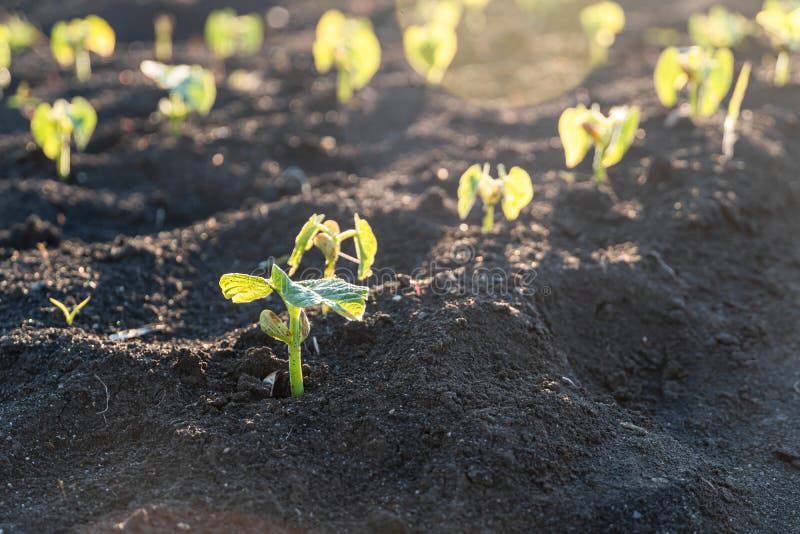 Green Sprouts Growing from Ground, New Life Stock Image - Image of born ...