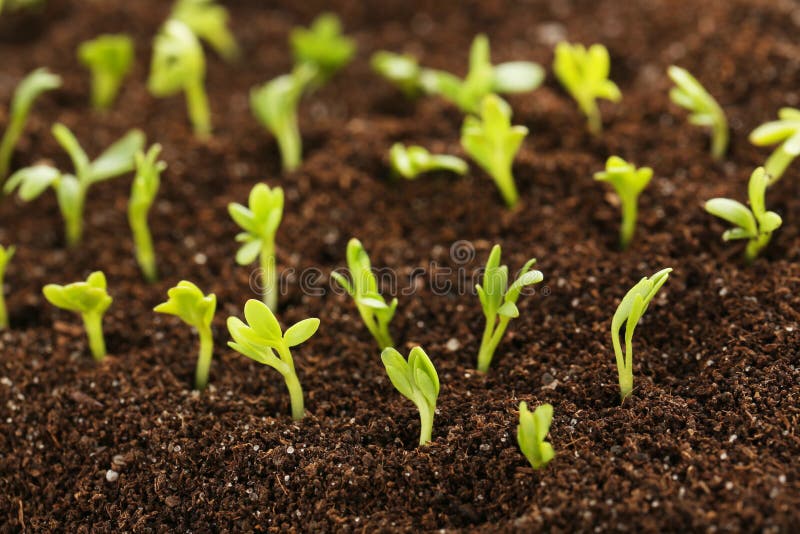 Sprouts growing out stock photo. Image of sprout, leaf - 213024504