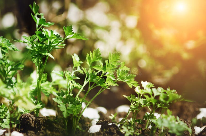Green Sprouts of Parsley Grows in the Garden in Bright Sunlight Stock ...