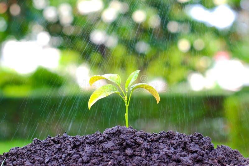 2,501 Rain Sprouts Stock Photos - Free & Royalty-Free Stock Photos from ...