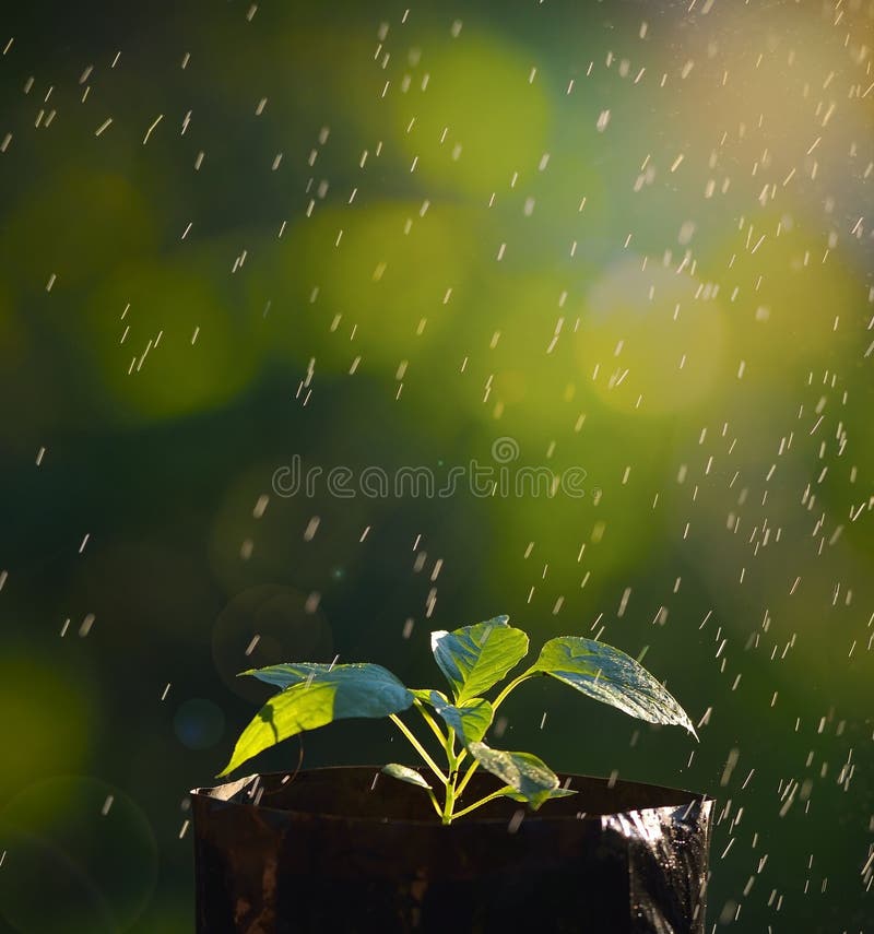 Green sprouts in the rain stock image. Image of country - 164455921