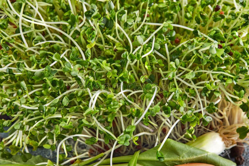 Green Sprouts with Roots, Macro Photo. Background Texture Stock Photo ...