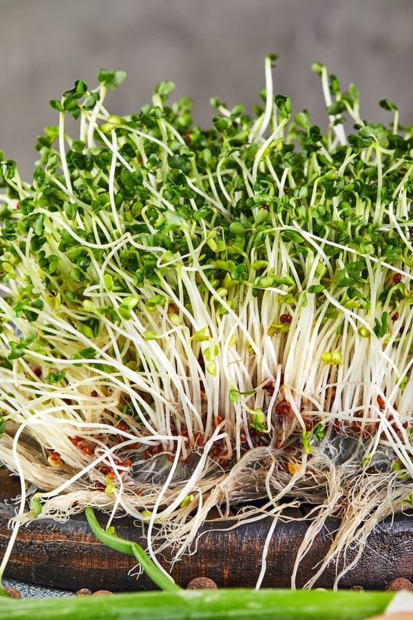 Green Sprouts with Roots, Macro Photo. Background Texture Stock Image ...
