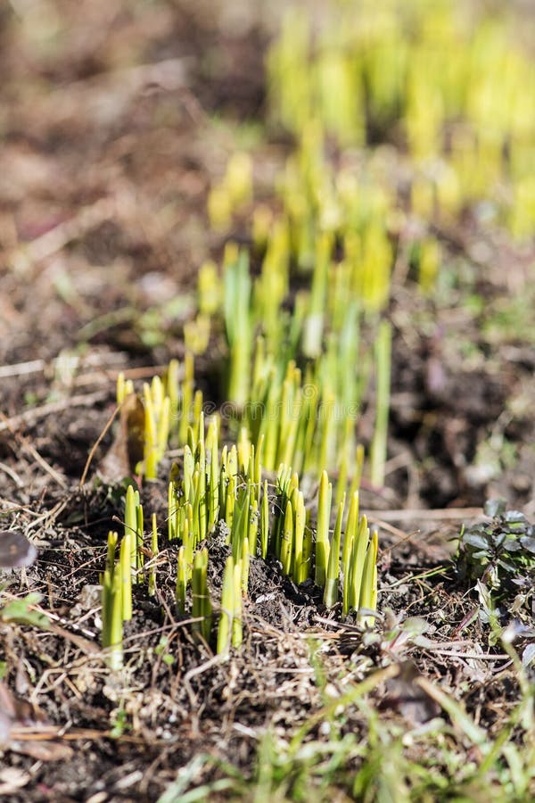 Green sprouts in spring stock image. Image of macro, color - 89236485