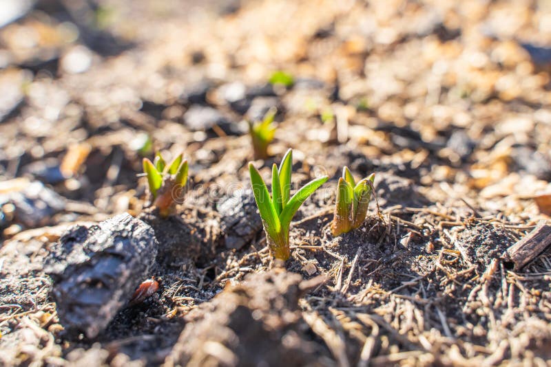 Green Sprouts of Spring Flowers Sprout from the Soil Close-up in ...