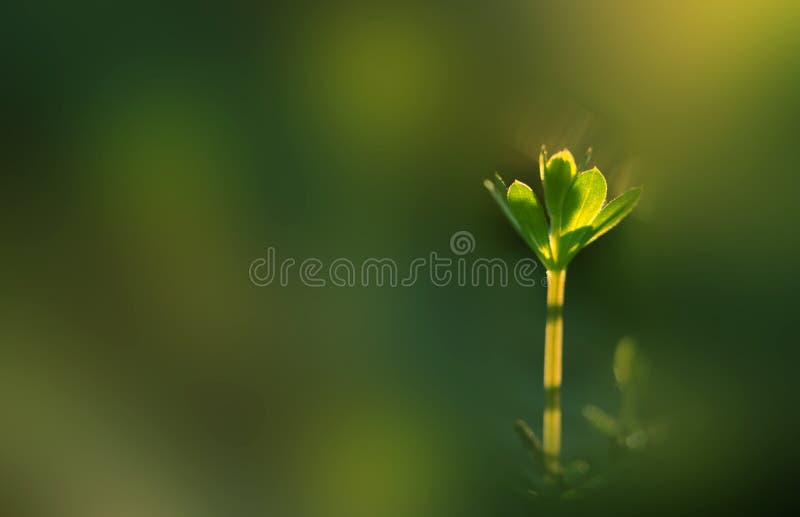 Green sprouts in spring stock image. Image of agriculture - 243077629