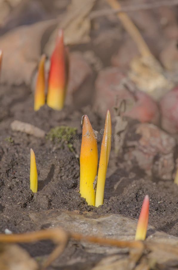 Green Sprouts of Tulip Flowers. Stock Image - Image of fresh ...
