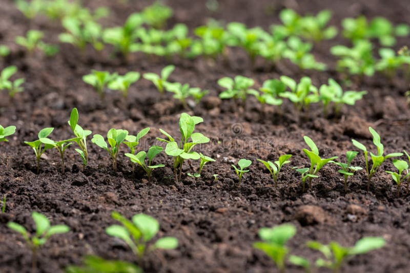 Small Green Sprouts on a Vegetable Bed. Stock Photo - Image of young ...