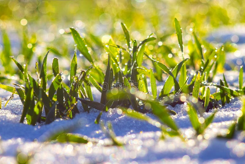 Green Sprouts of Winter Wheat Under Snow in Sunny Weather_ Stock Image ...