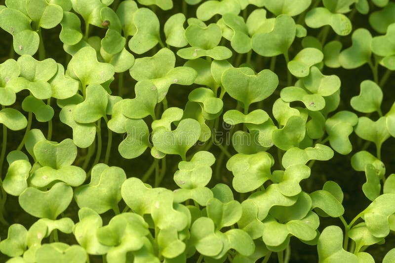 Green sprouts stock image. Image of sprouts, seedling - 231154079