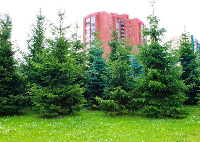 Green Spruce on a Background of Red Building Stock Photo - Image of ...