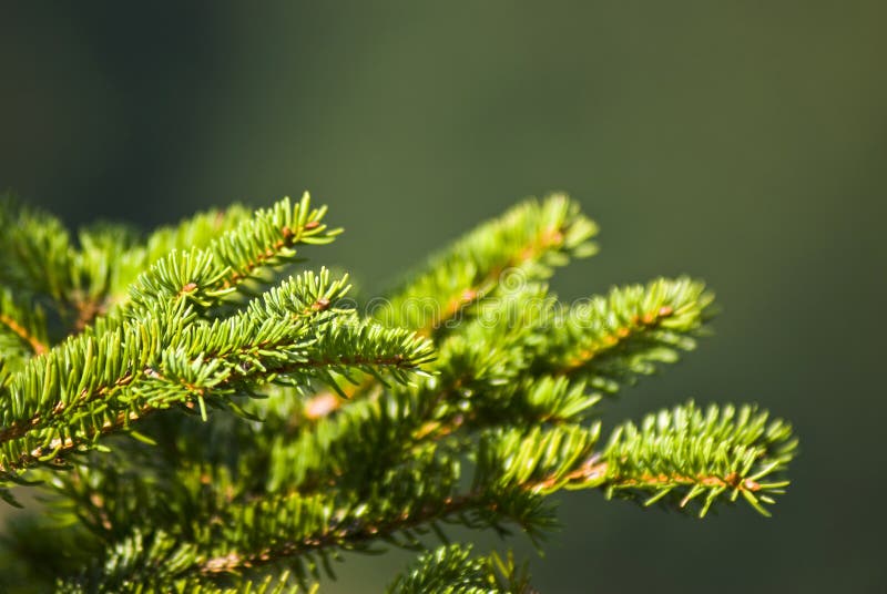 Green spruce branch stock photo. Image of decoration - 10901966