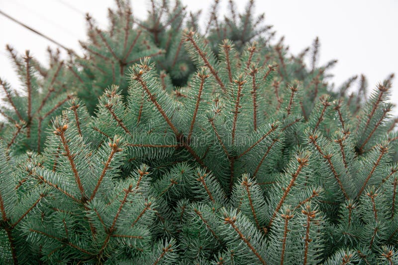 Green spruce branch stock image. Image of coniferous - 171115767