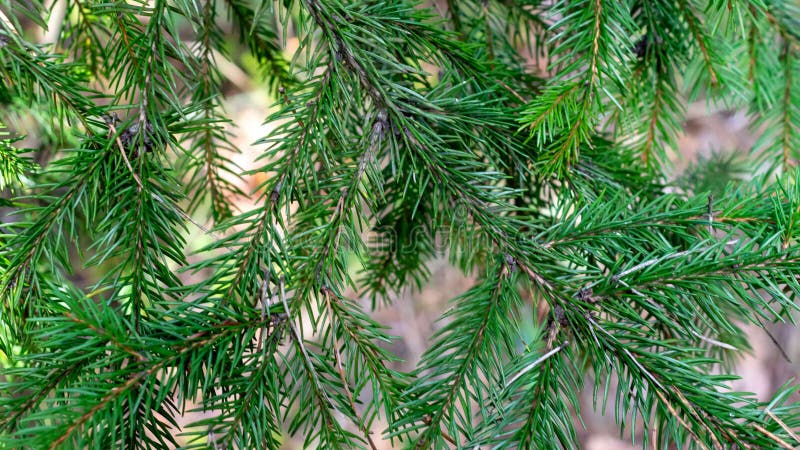 Green Spruce Branch Texture. Background Stock Image - Image of ...