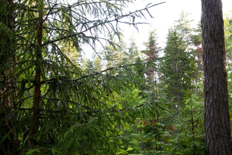 Green Spruce Branches in the Forest with Water Drops after Rain Stock ...