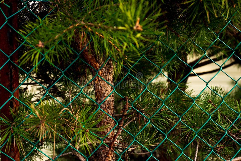 Green Spruce Branches Growing Over a Fence Stock Image - Image of ...