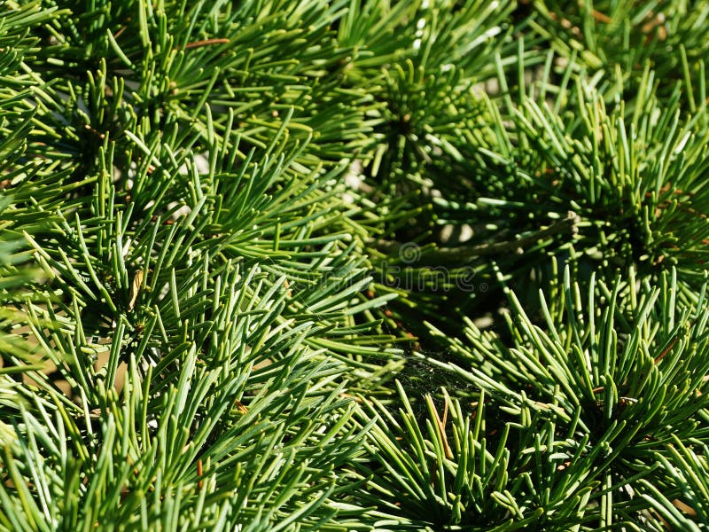 Green Spruce Branches in Sunlight Close Up Stock Image - Image of ...