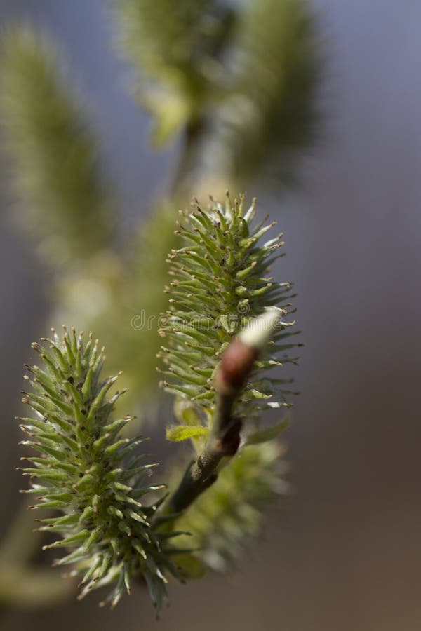 Spruce bud stock image. Image of flower, tree, frost - 279055571