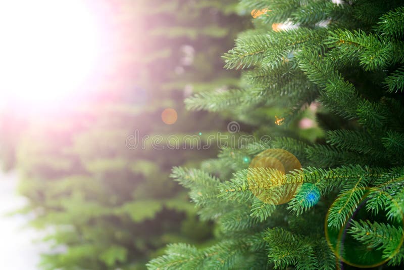 Green Spruce - Christmas Tree. Natural Background. Stock Image - Image ...