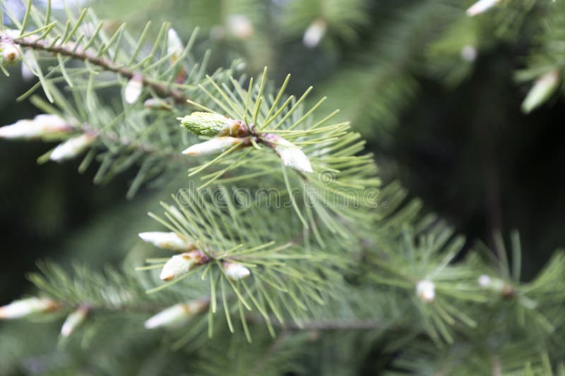 Green Spruce Needles of Spruce Tree Branches with Young Green Needles ...
