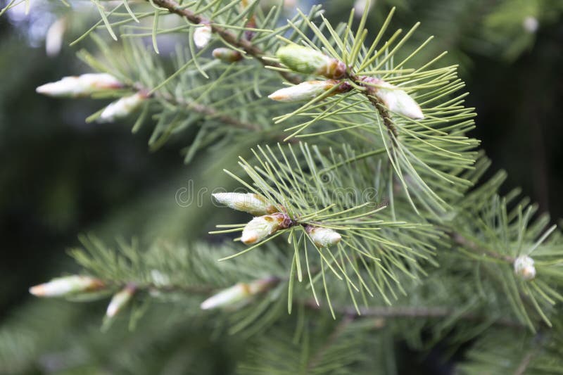 Green Spruce Needles of Spruce Tree Branches with Young Green Needles ...