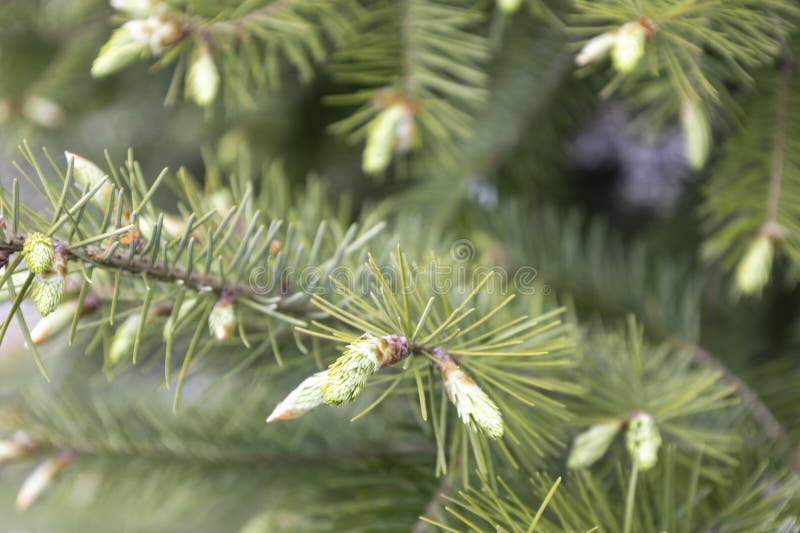 Green Spruce Needles of Spruce Tree Branches with Young Green Needles ...
