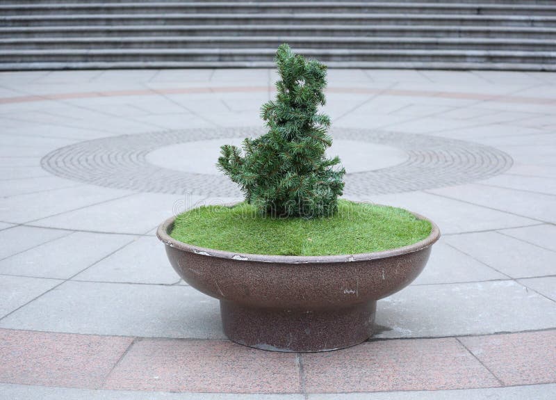 Green Spruce in a Round Stone Flowerbed on the Street Stock Image ...