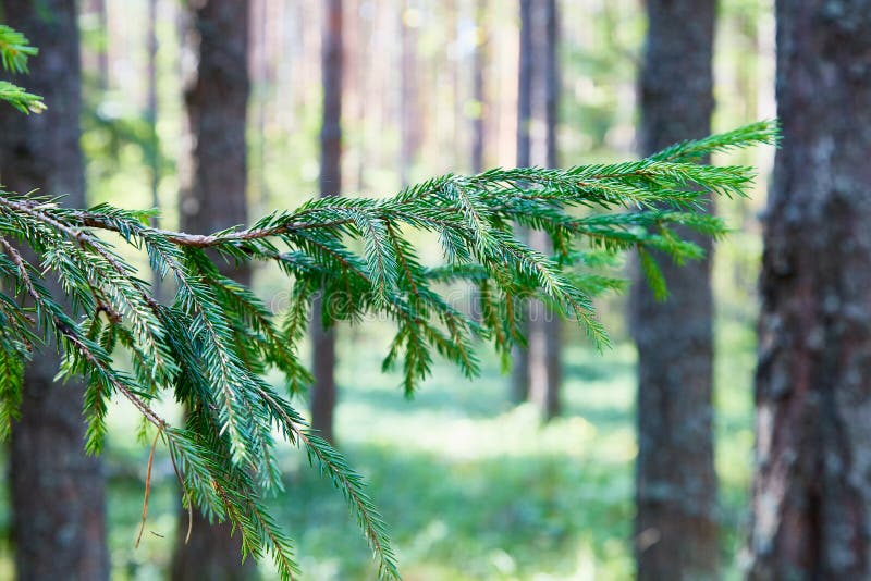 Green Spruce Tree Branch and Blurred Forest in the Background Stock ...