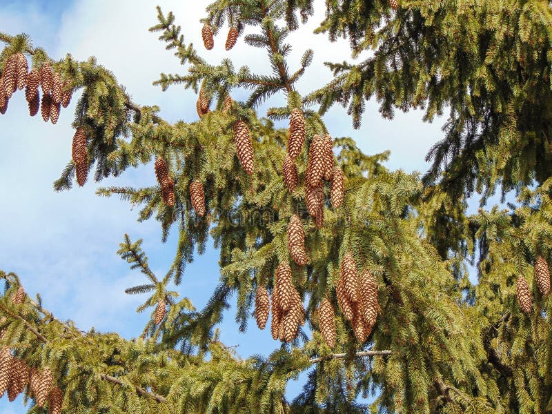 Green Spruce Tree with Cones in Romania Stock Photo - Image of tree ...