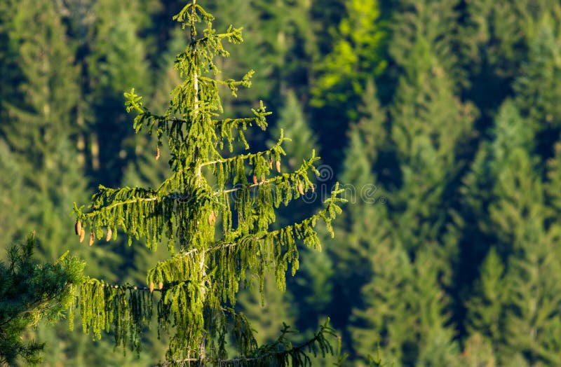 Green spruce tree stock photo. Image of scenics, green - 70379018