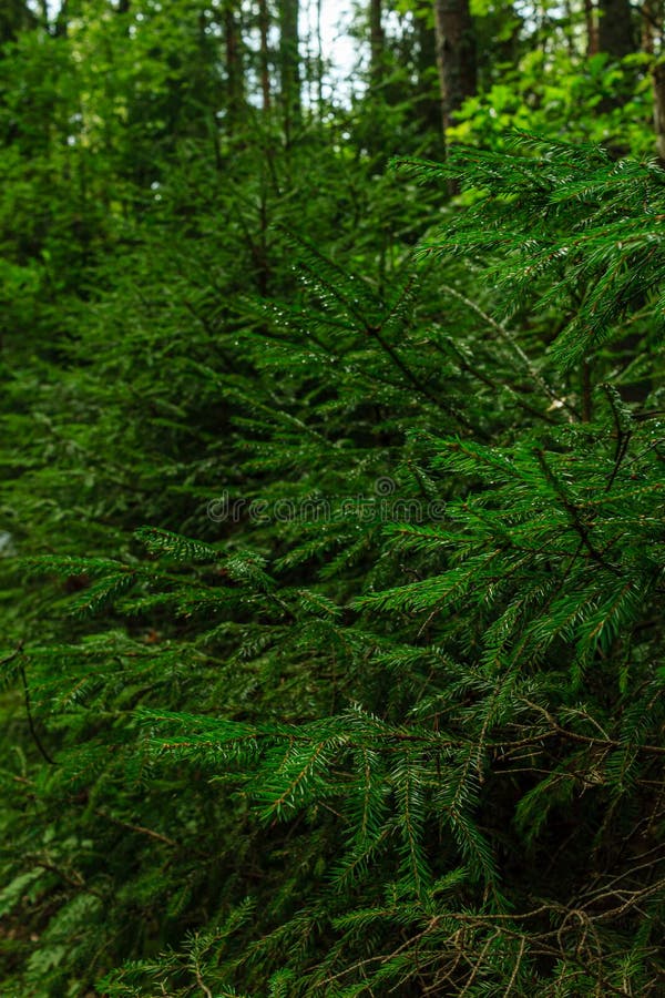 Green Spruce Tree Line in Forest Stock Photo - Image of green, pine ...
