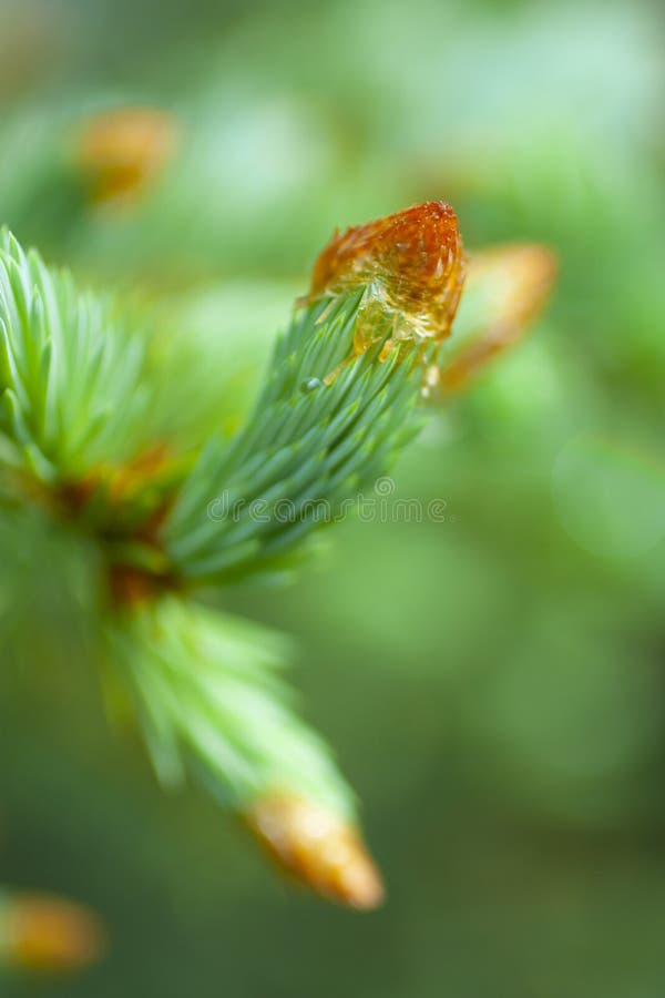Green Spruce Tree Needles on Branch in Early Summer Stock Image - Image ...
