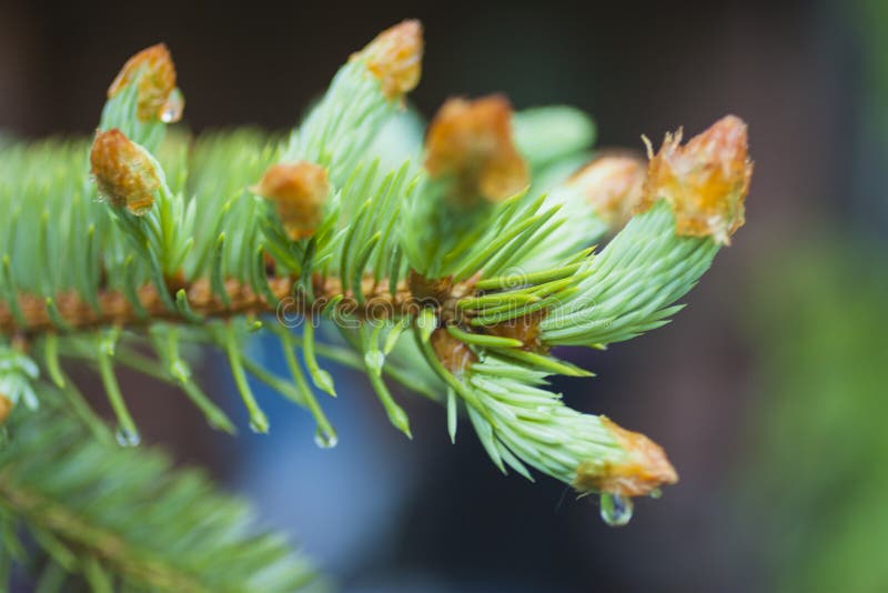 Green Spruce Tree Needles on Branch in Early Summer Stock Photo - Image ...