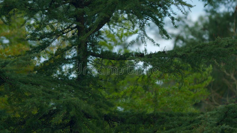 Green Spruce Tree Shaking Branches, Spring Young Pine Branches. Still ...