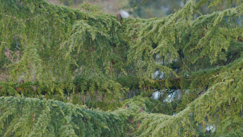 Green Spruce Tree Shaking Branches, Spring Young Pine Branches. Still ...