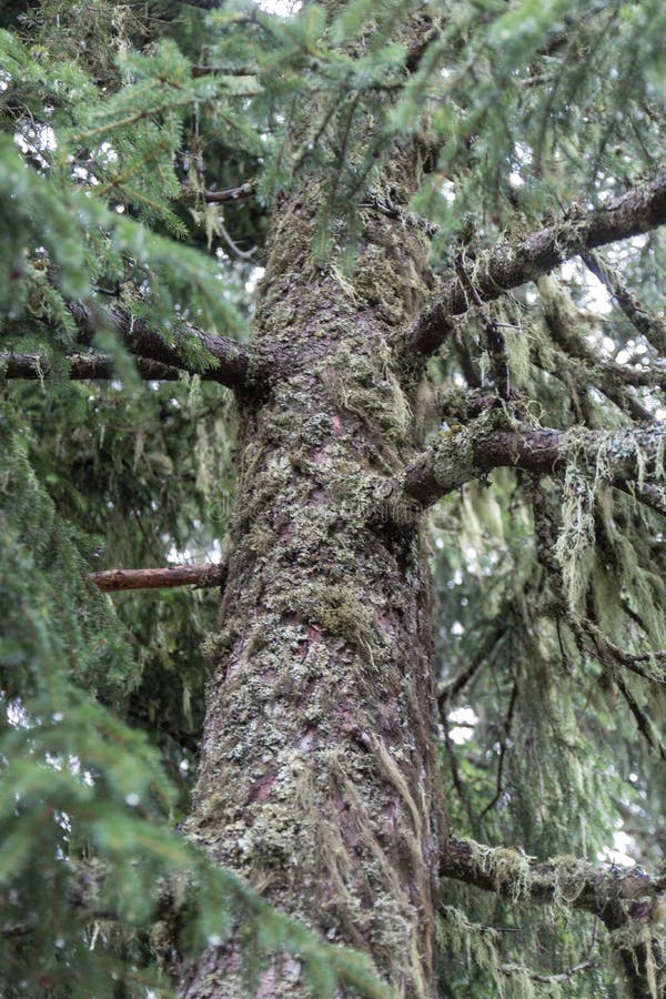 Green spruce tree stock image. Image of countryside - 238404441