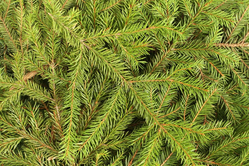 Green Spruce Tree Twigs Background Stock Image - Image of brown ...