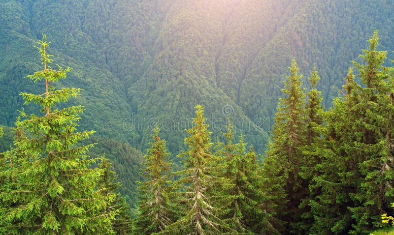 Green Spruce Trees on Background of Mountain Pine Forest Stock Photo ...