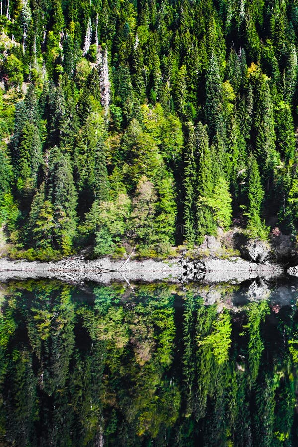 Spruce Trees are Reflected in the Clear Water of a Mountain Lake Stock ...
