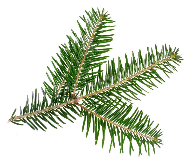 Green spruce twig stock image. Image of close, bough - 16724509